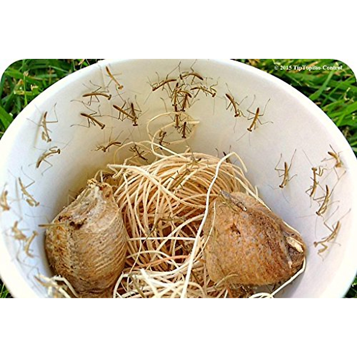 Praying Mantis (5) Egg Cases with Habitat Cup- 5 Egg Cases & 1,500 Live Ladybugs