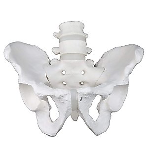 Vision Scientific VAP270 Life-Size Male Pelvic with 4th & 5th Lumbar Vertebrae | Intervertebral Discs, Sacrum and Coccyx