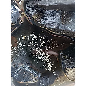 Combo Pack 20+ Dwarf Purple and Springtail Culture, Micropods Clean Up Crew