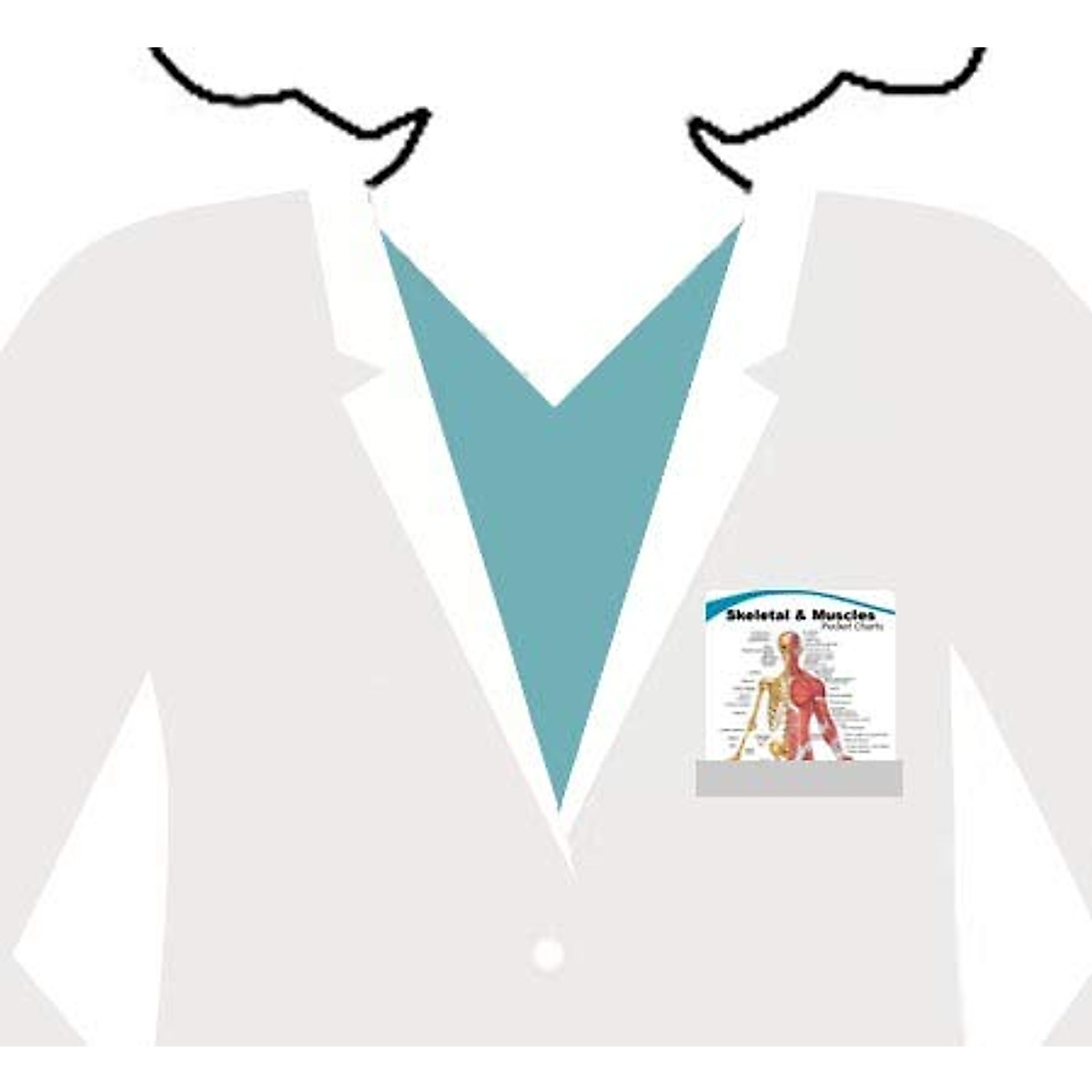 Skeletal System and Male Muscle Poster Set 24 x 36 inch, Extra Pocket Size Muscle Cards, Marker and Eraser Compatible