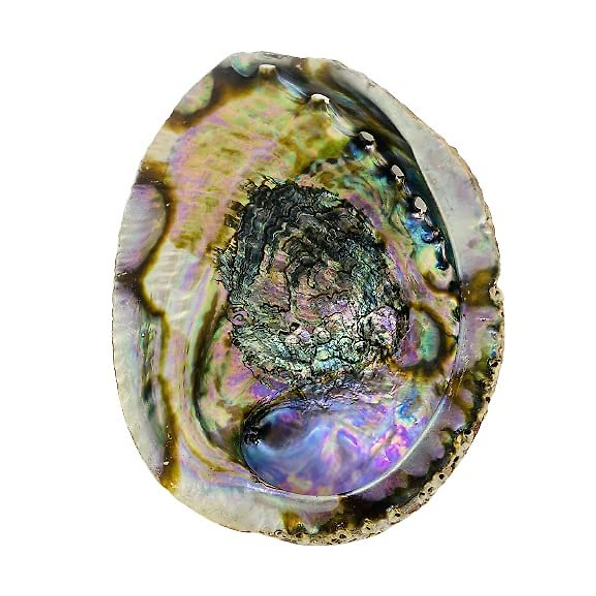 Bholi Sage Plus Sage Smudge Kit Abalone Shell Bowl 6-7 Inches Used for Burning Sage, Home Decor or Accent Piece