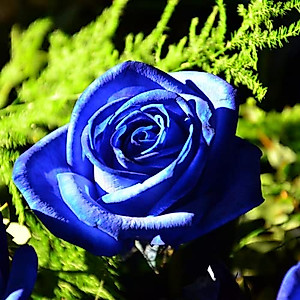 CHUXAY GARDEN 5 Seeds Blue Rose Seed Rare Blue Flowering Plant Striking Landscaping Plant Beautiful Potted Plants Fragrant Attract Butterfly