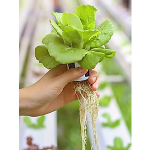 Hydroponic Grow Kit Hydroponics Growing System 4 Layers 72 Plant Sites Food-Grade Pipes Hydroponic Planting Equipment with Water Pump