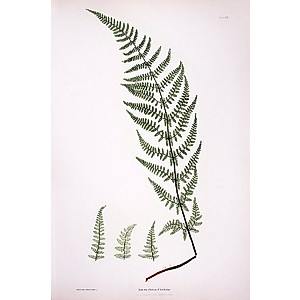 Lastrea dilatata Chanteriae [Broad Prickly-toothed Buckler Fern]