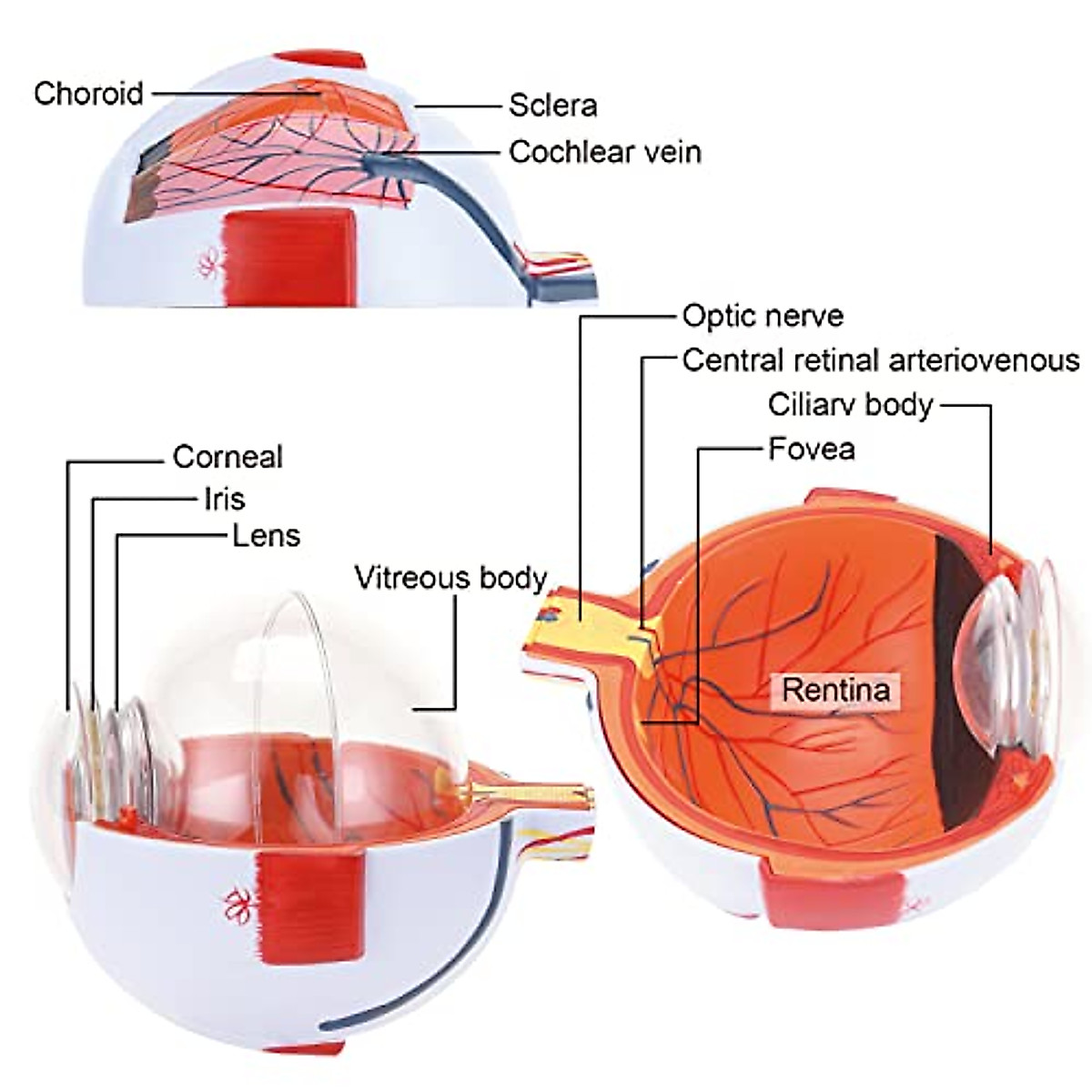 HINGONS 6X Enlarged Human Eye Anatomical Model, Anatomically Eyeball Display Model with Removable Stand for Medical Science Education & Anatomy