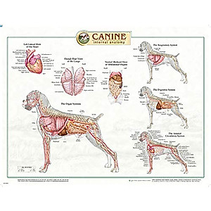 Canine Anatomy, Complete Set of 3 Charts. Buy the Set and SAVE!
