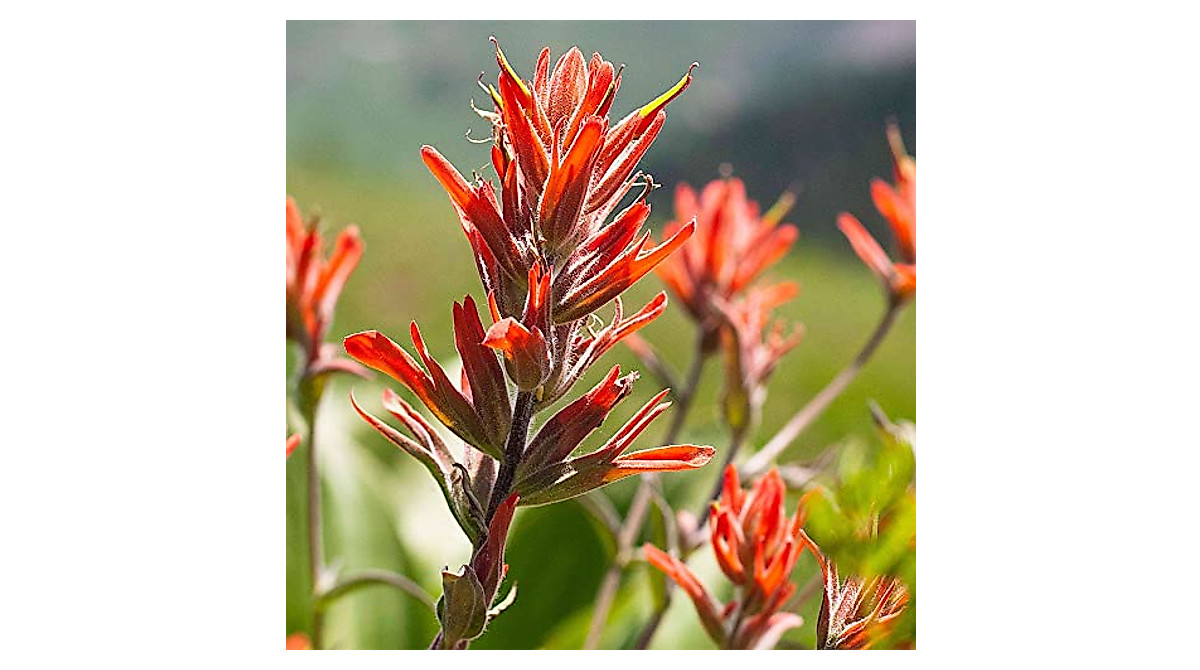QAUZUY GARDEN Scarlet Indian Paintbrush Seeds - Vibrant, Drought ...