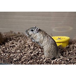 ECO BEDDING Fibercore for Small Pet, 3 lb, Brown