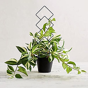 Wellsign Indoor Plant Trellis for Climbing Plants, 16inch Small Garden Metal Trellis for Potted Plants Outdoor with Different Patterns for Vine Ivy Flower Plant Support 4 Pack