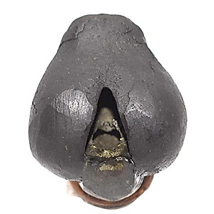 Dhumavati Shaligram/Adwaitya Golden Dhumavati Dasha MahaVidya Shaligram, Fossil, Fossil