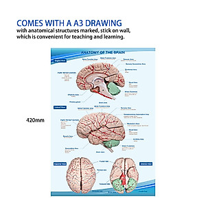 Human Skull and Brain Anatomy Model Life-Size with Cervical Vertebra & Base for Classroom Medical Neuroscience Anatomy Teaching & Studying