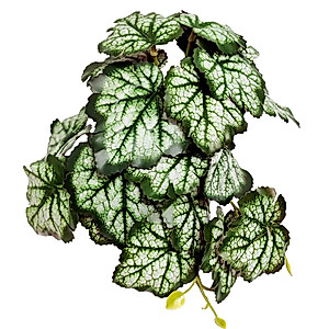 Woyrise Reptile Plants, Terrarium Hanging Plants Vines for Reptile Tank, Amphibian Habitat Leaves Decor with Suction Cups for Bearded Dragon Lizard Snake Gecko Frog Hermit Crab - 2Pack Green Heuchera