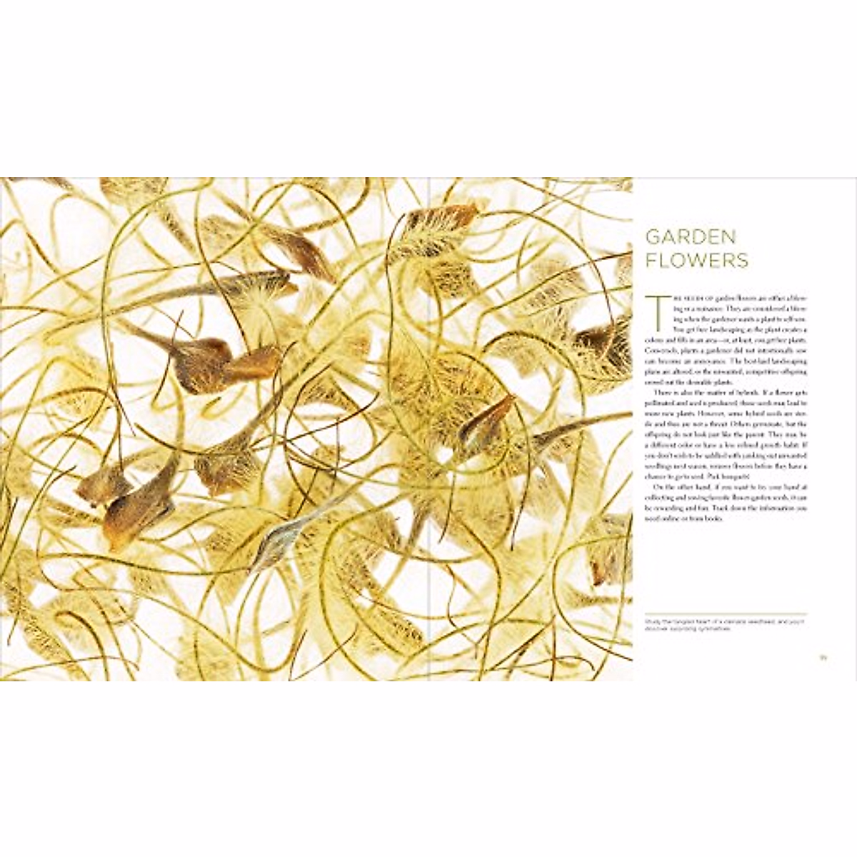 Seeing Seeds: A Journey into the World of Seedheads, Pods, and Fruit (Seeing Series)