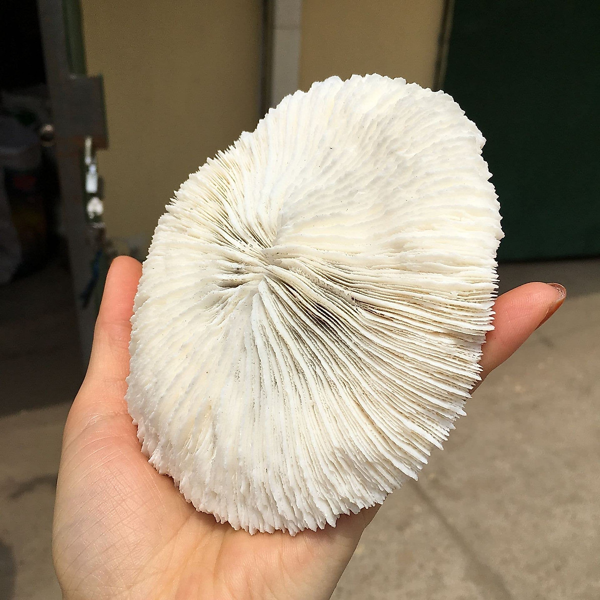 SAIYI White Coral Sea Round Mushroom Coral Natural Artifical Fish Aquatic Pet Supplies Aquarium Landscape Tank Ornaments 8 to 10cm Beautiful