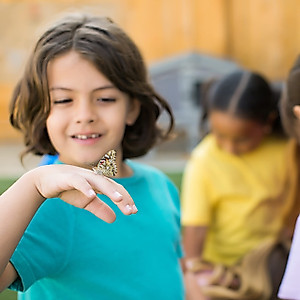 Insect Lore Two Cups of Caterpillars - Life Science & STEM Education