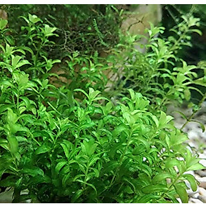 Pearlweed Bundle Micranthemum Micranthemoides Freshwater Carpet Live Aquarium Decorations Aquatic Plants for Fish Tank
