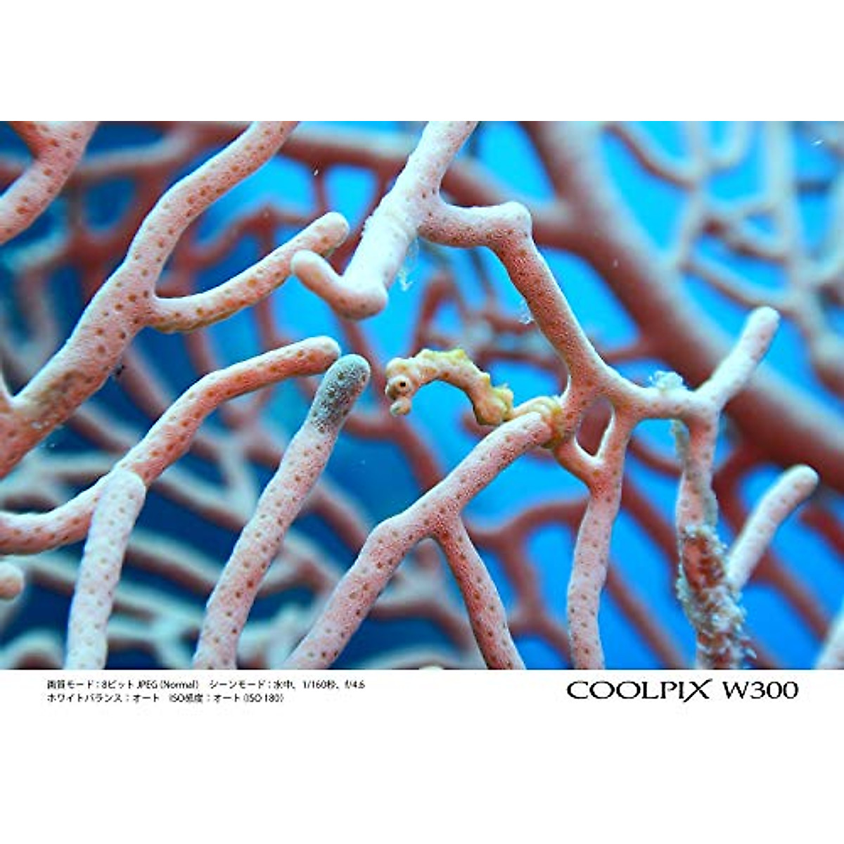 Nikon Digital Camera COOLPIX W300 COOLPIX Yellow Waterproof Camera (International Version)