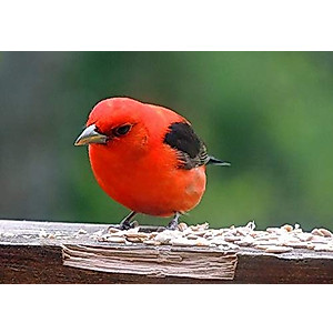 Sunflower Seeds - Shelled Med. Chips- Bird Seed-(10lb Bag)