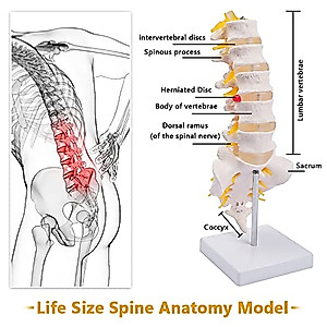 breesky Lumbar Spine Model - Life Size Human Lumbar Vertebrae Anatomy Model with Sacrum and Spinal Nerves Medical Chiropractor Medical Student Study Teaching Demonstration