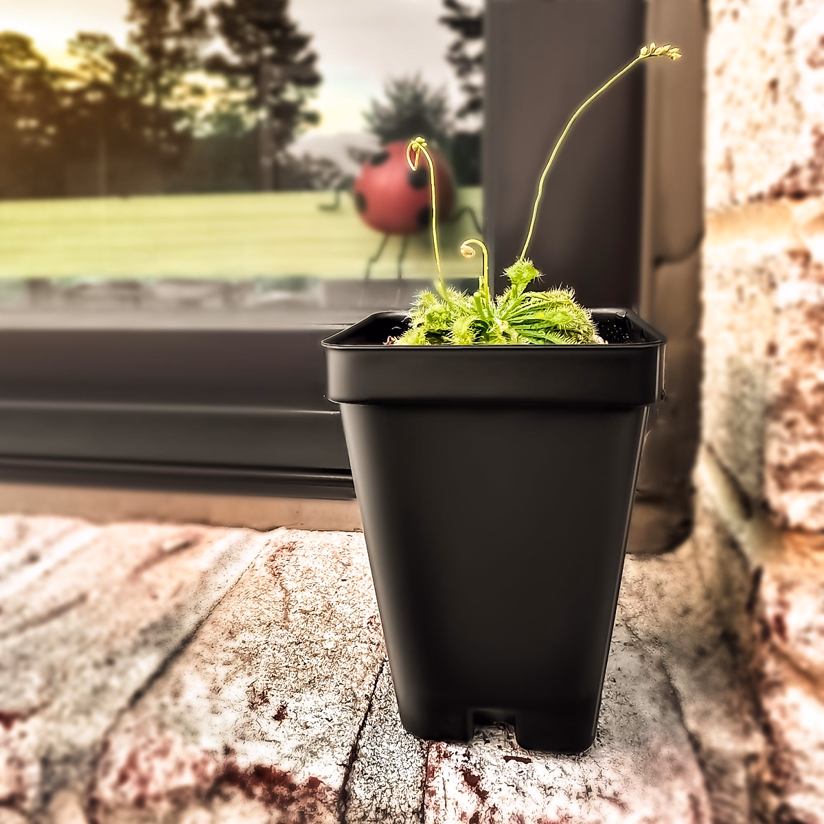 Live Spoon-leaved Sundew Plant. Adult Size, Drosera Spatulata, Carnivorous Plant, 30 Days Guarantee