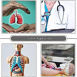 Anatomy Model Human Lung Model Human Pathological Lung Teaching Model, Internal Organs Champion Surgery, for Medical Demonstration Organs Model