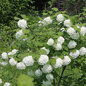 2 Old Fashion Snowball Viburnum Plants Live from 6 to 12 Inc Tall 4 Inc Pot, Japanese Viburnum Shrub to Grow