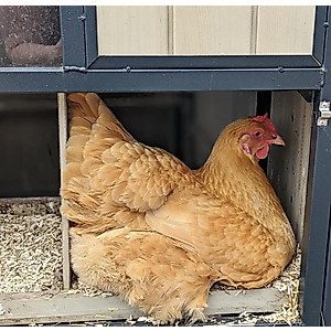 Eaton Pet and Pasture, Naturally Grown Hemp Pet Bedding for Chickens, Nesting Boxes, Rabbits, Hamsters, Small Pets, Highly Absorbent, Hypoallergenic, Eco-Friendly, Farmer Owned 28L