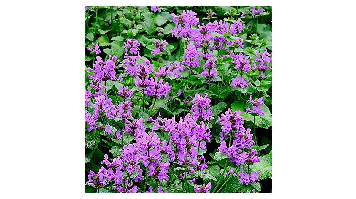 Lamb's Ear Seeds - Easy Perennial for Gardens & Borders