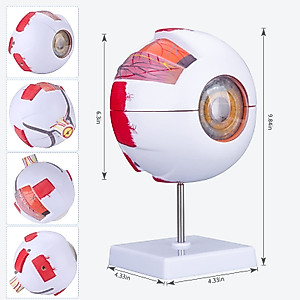 Healthible Human Eye Model Anatomy, Removable 6 Times Anatomical Eyeball Model with Display Base, Medical Eye Ball Model for School and Clinic