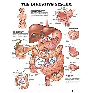 The Digestive System Anatomical Chart