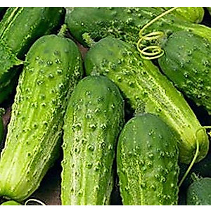 Boston Pickling Cucumber Seeds for Planting - 100+ Heirloom Seeds Per Packet, (Isla's Garden Seeds), Non-GMO Seeds, Botanical Name; Cucumis Sativus, Boston Seeds Great Home Garden Gift
