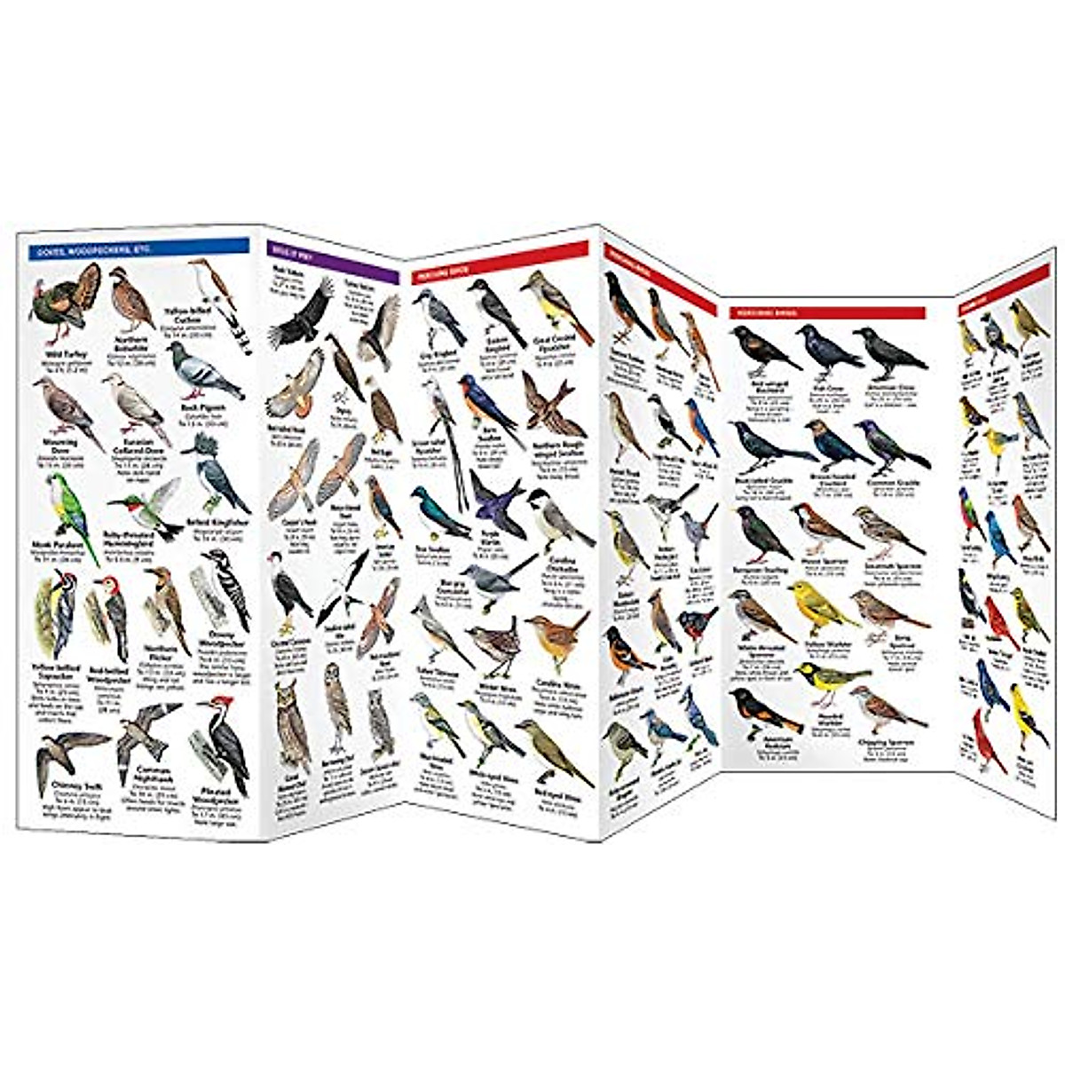 Florida Birds: A Folding Pocket Guide to Familiar Species (Nature Observation North America)