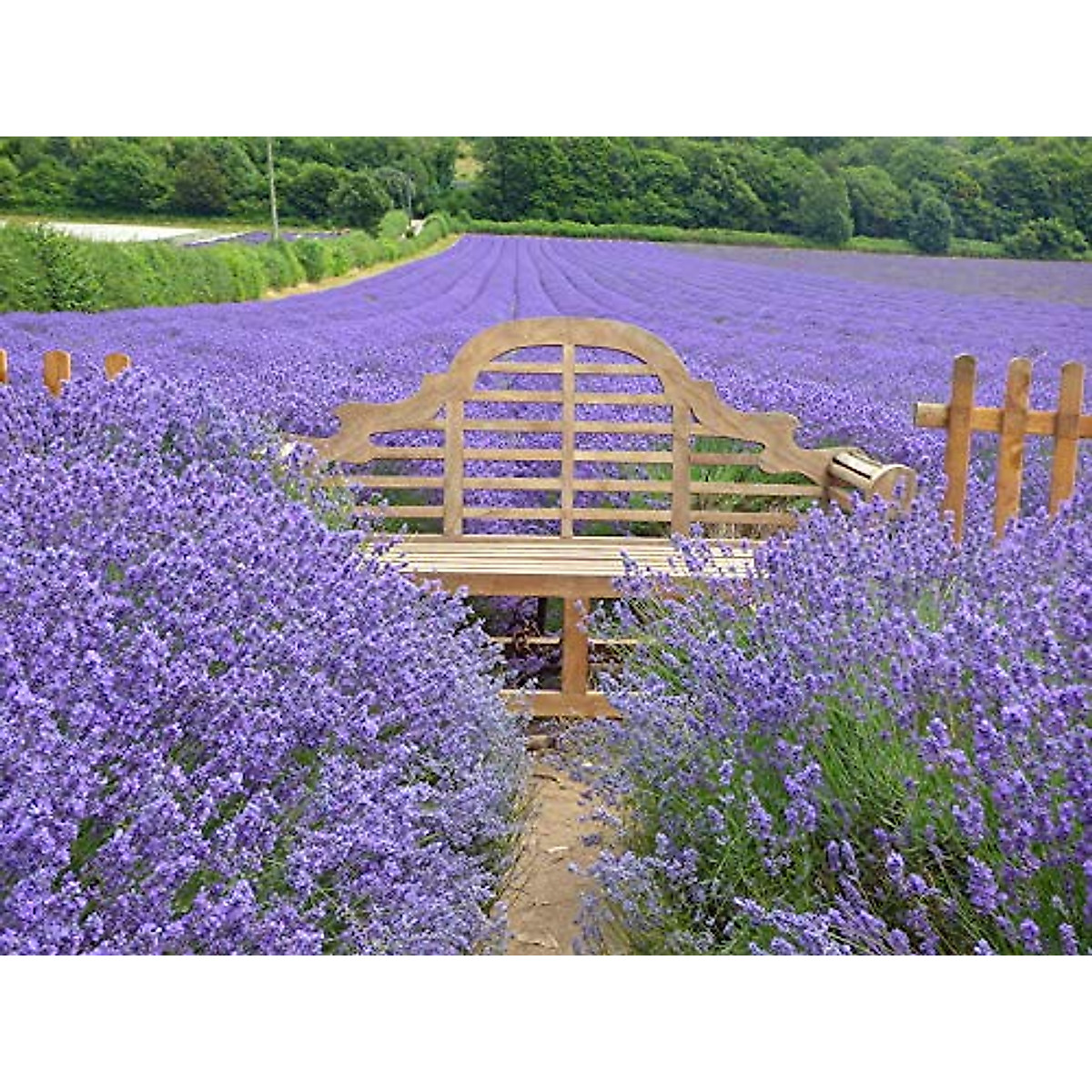 Lavender Garden Fragrance Oil 4 oz Refill for Oil Diffuser Scent Machine Home Fragrance