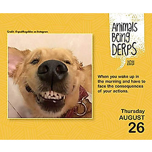 Animals Being Derps 2021 Day-to-Day Calendar: The Internet's Funniest Animals at Their Goofiest