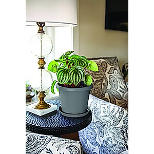 The HC Companies 10 Inch Round Prima Planter - Plastic Plant Pot with Rolled Rim for Indoor Outdoor Plants Flowers Herbs, Clay