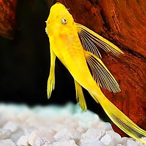 Golden Blue Eye Longfin Bristlenose Pleco (1.0"-1.5") - 2 Pack - Live Freshwater Aquarium Fish