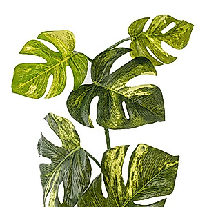 Ashland Michaels Split Hanging Philo Bush