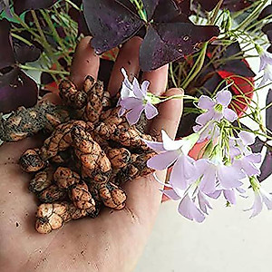 Oxalis Triangularis 10 Bulbs - Purple Shamrocks Lucky Lovely Flowers Bulbs Grows Indoor or Outdoor