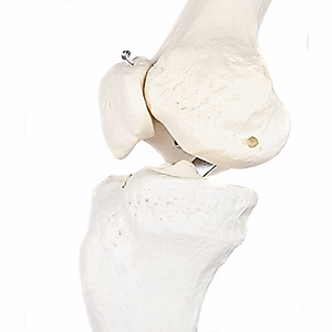 Axis Scientific Human Leg Skeleton Bundle, Life-Size 36" Anatomical Model with All Leg Bones, Removable Hip Joint and Fully Articulated Foot and Detailed Product Manual