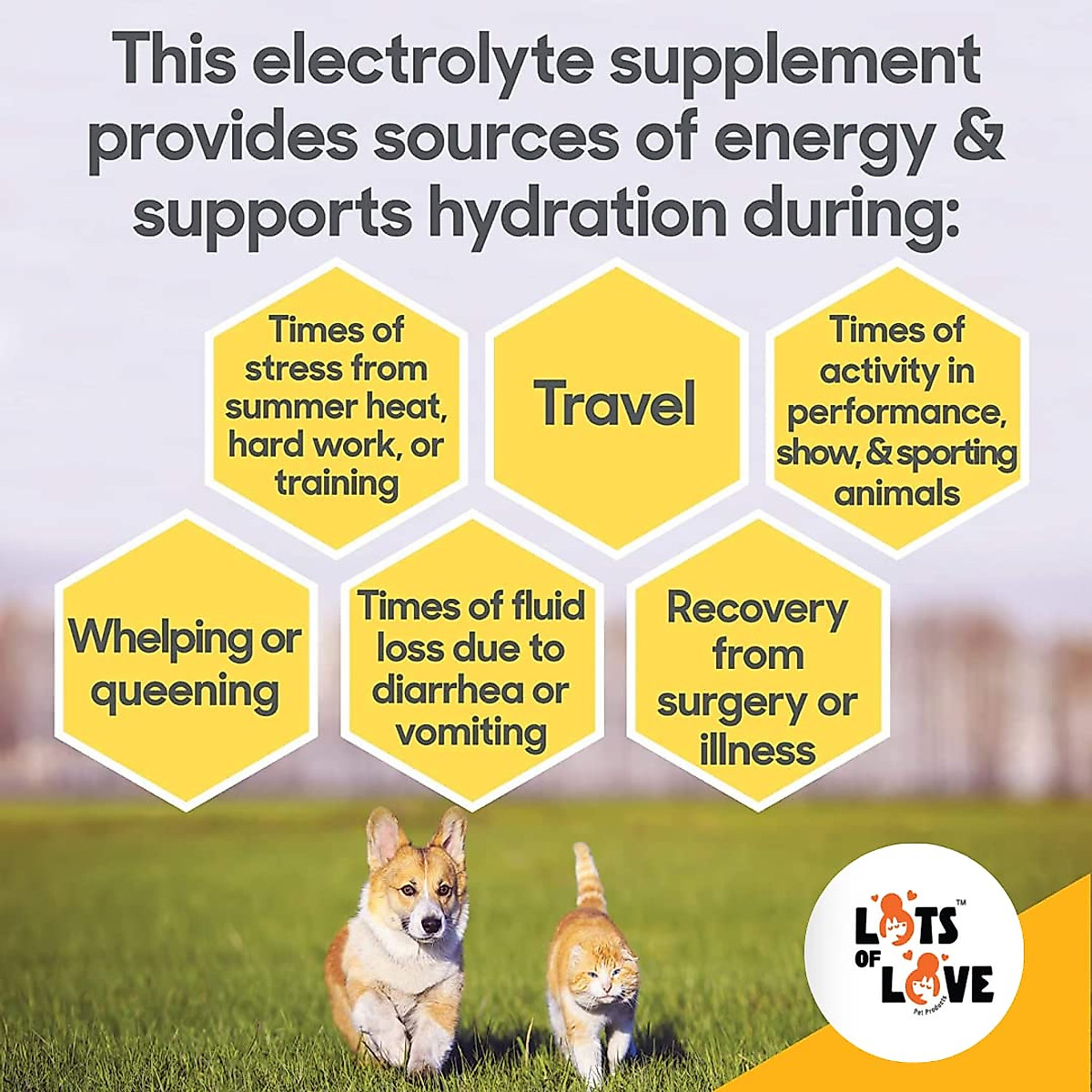 HydrADE Powder - Electrolytes for Dog & Cat Dehydration - Hydration for Dogs & Cats - Lots of Love Pet Products (8 Oz)