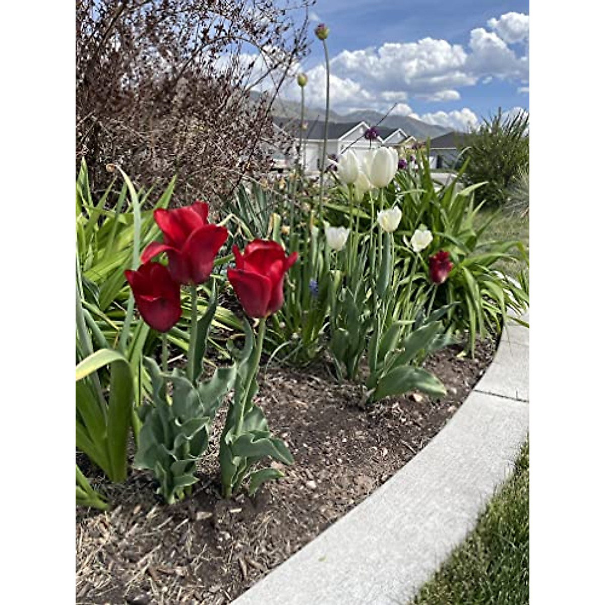 Tulip Bulbs - Landscaper Mix - 100 Bulbs, Mixed, Container Garden, Cut Flower Garden, Deer Resistant, Easy to Grow Maintain, Fragrant