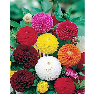 Seeds4planting - Seeds Dahlia Pompon Mix Annual Beautiful Flower Non GMO