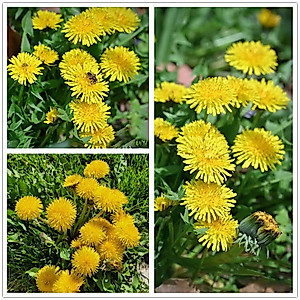 Dandelion Seeds for Planting, 12000+ Flower Seeds for Planting