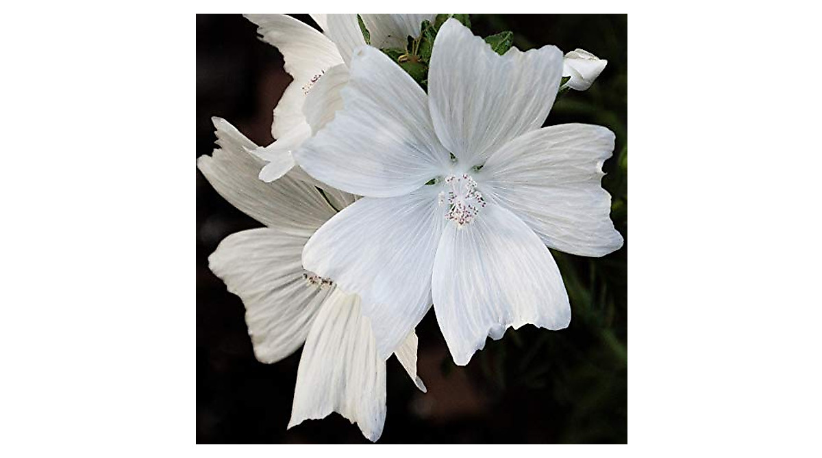 Malva Musk Mallow White Hollyhock Seeds for Beautiful Gardens
