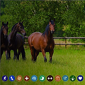 Formula 707 Glo-N-Go Equine Supplement, Gallon Liquid – Vitamin and Calorie Support for Healthy Weight Retention and Coat Condition in Horses