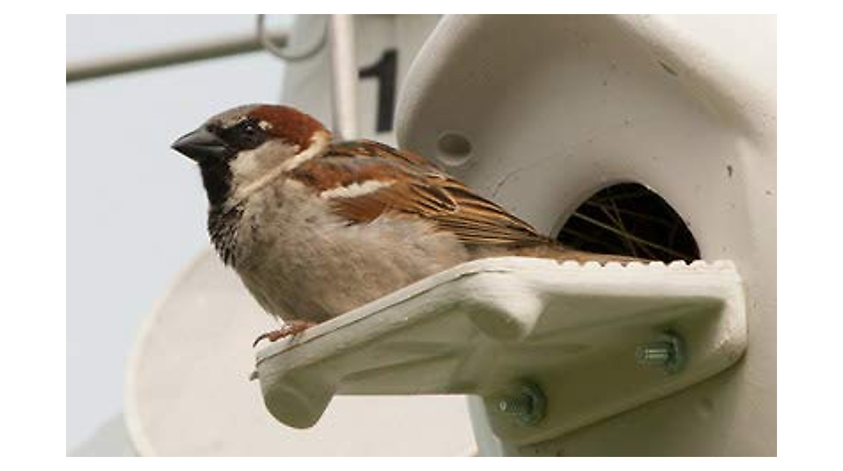 Effective Bird Trap for Sparrows and Starlings | Ravenox Eliminator