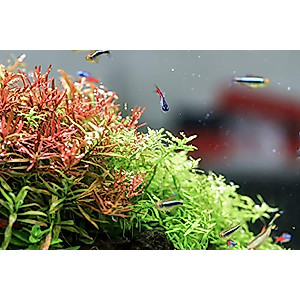 Twinstar A-Line LED Aquarium Light, Full Spectrum W-RGB, for Freshwater Planted Fish Tanks, Terrariums, 12"-48" with Adjustable Brackets - 12-17 in (30A)