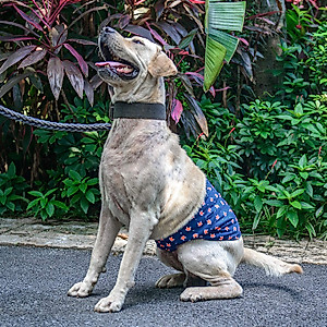 CuteBone Belly Wrap Male Dog Washable Puppy Diapers Reusable Doggie Diapers Medium 3pcs a Pack DM02M