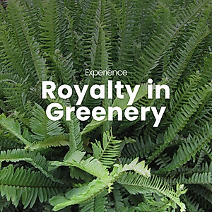 American Plant Exchange Kimberly Queen Fern Indoor/Outdoor Air Purifier Live, 3 Gallon, 1.5Ft Plant Height