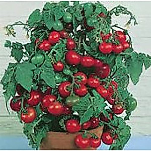 Tiny Tim Tomato Seeds (25+ Seeds) | Non GMO | Vegetable Fruit Herb Flower Seeds for Planting | Home Garden Greenhouse Pack